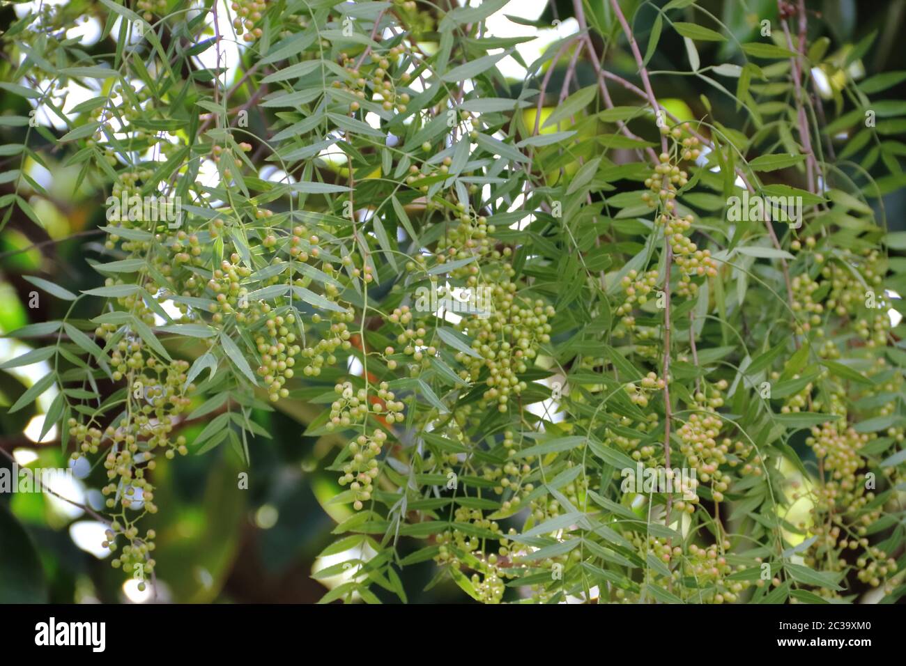 Schinus molle known in South America as a pepper tree, aguaribay, molle ...