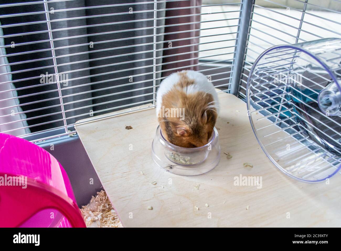Syrian hamster eating from food bowl Stock Photo - Alamy