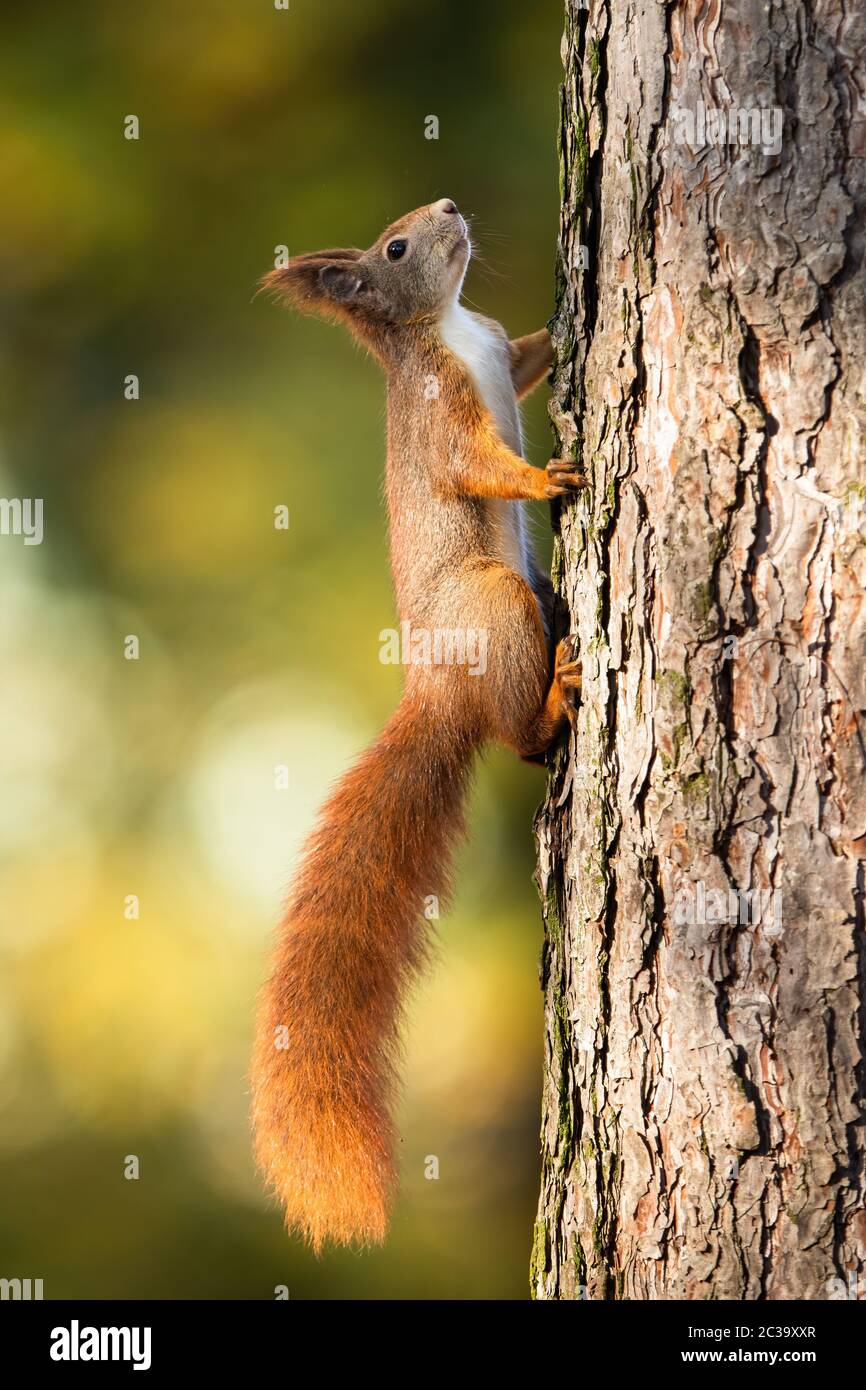 Red squirrel, sciurus vulgaris, climbing up a pine tree in forest with ...