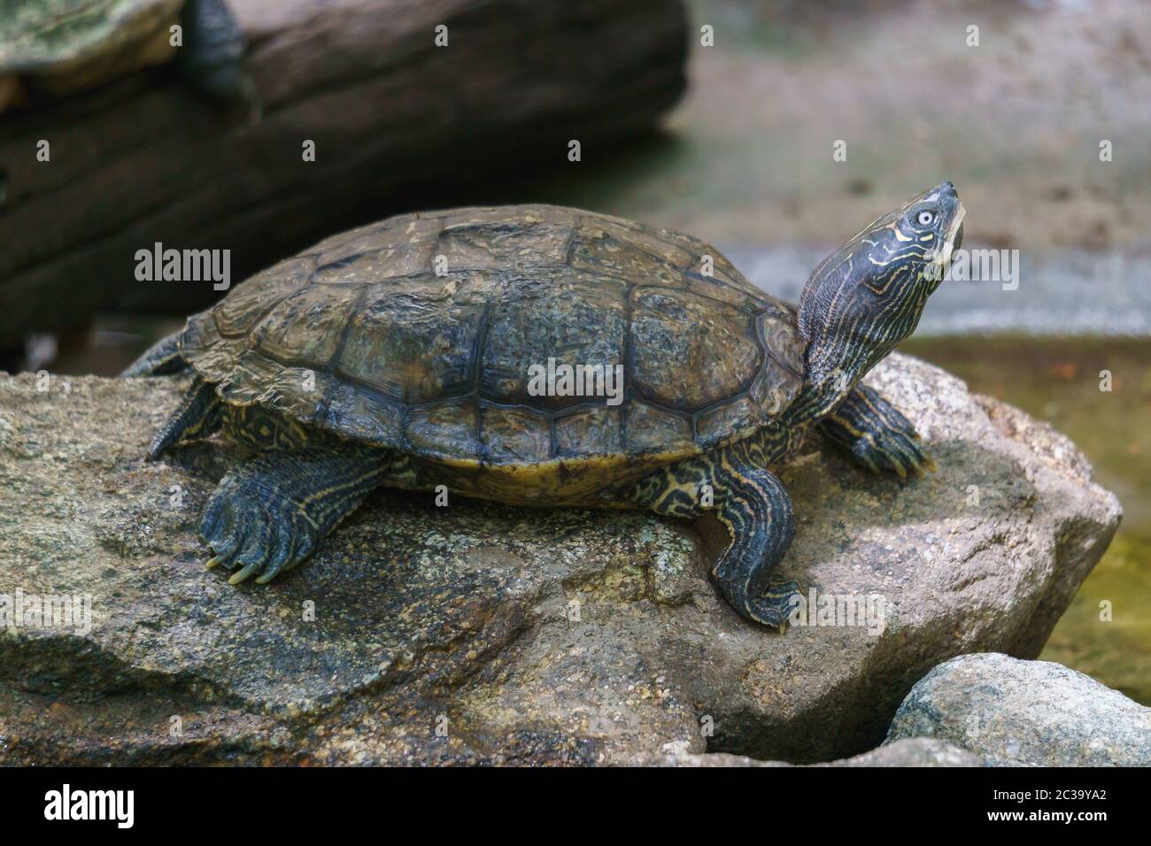 Shield shell hi-res stock photography and images - Alamy