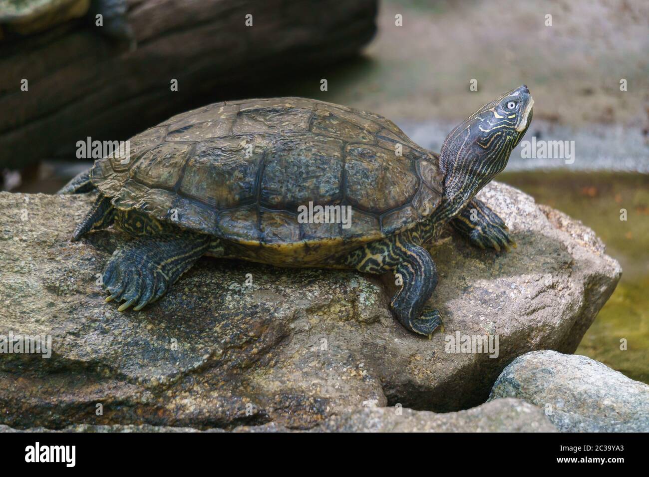 Turtle shield hi-res stock photography and images - Alamy