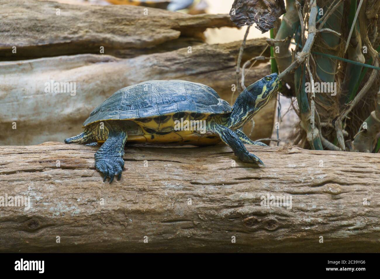 Turtle shield hi-res stock photography and images - Alamy