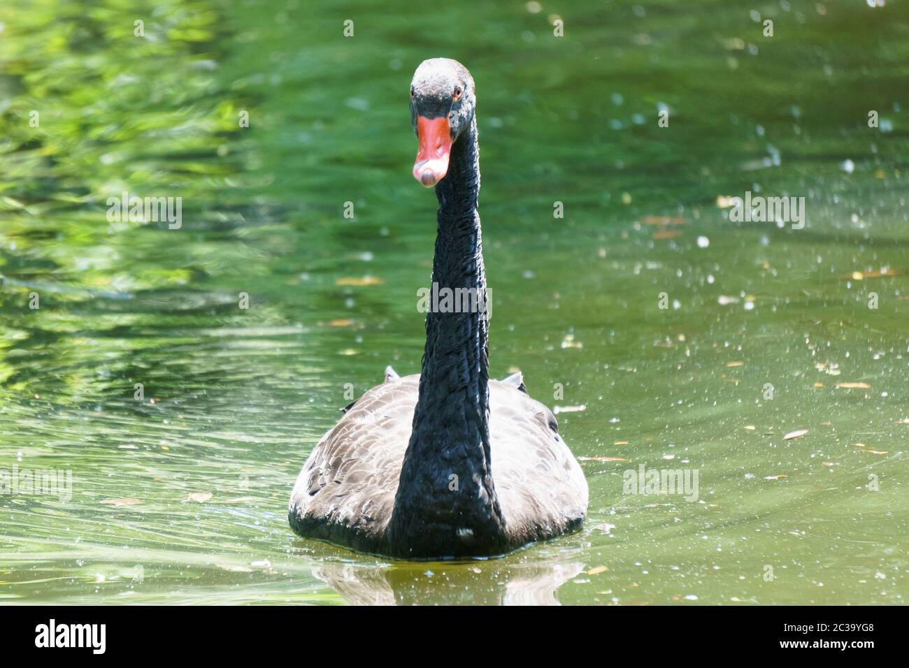 Swan and fish hi-res stock photography and images - Alamy