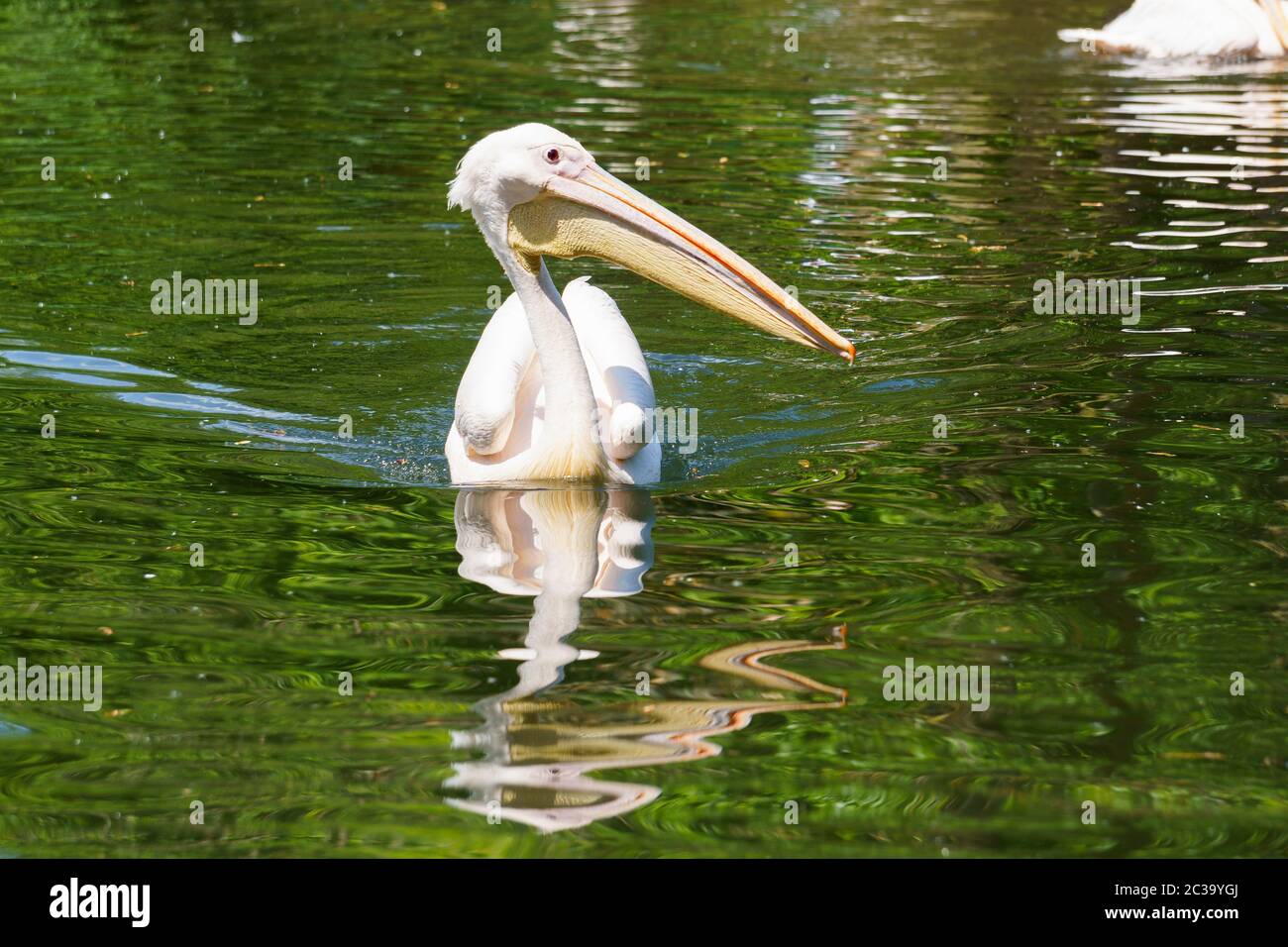 Yellow wing flying fish hi-res stock photography and images - Alamy