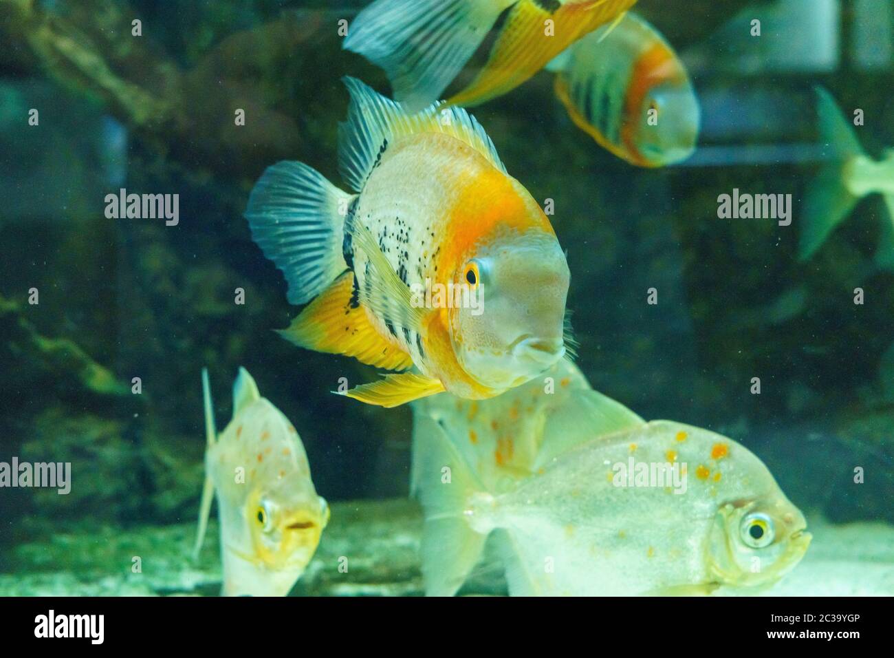 Fish caudal fin hi-res stock photography and images - Alamy