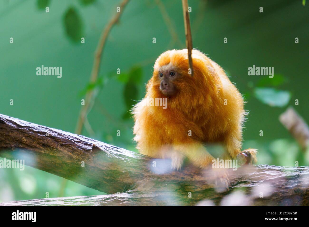 Monkey ears hi-res stock photography and images - Alamy