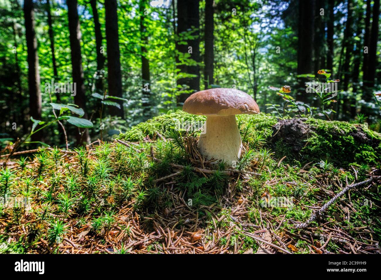 Cap and stem of pine mushroom hi-res stock photography and images - Alamy