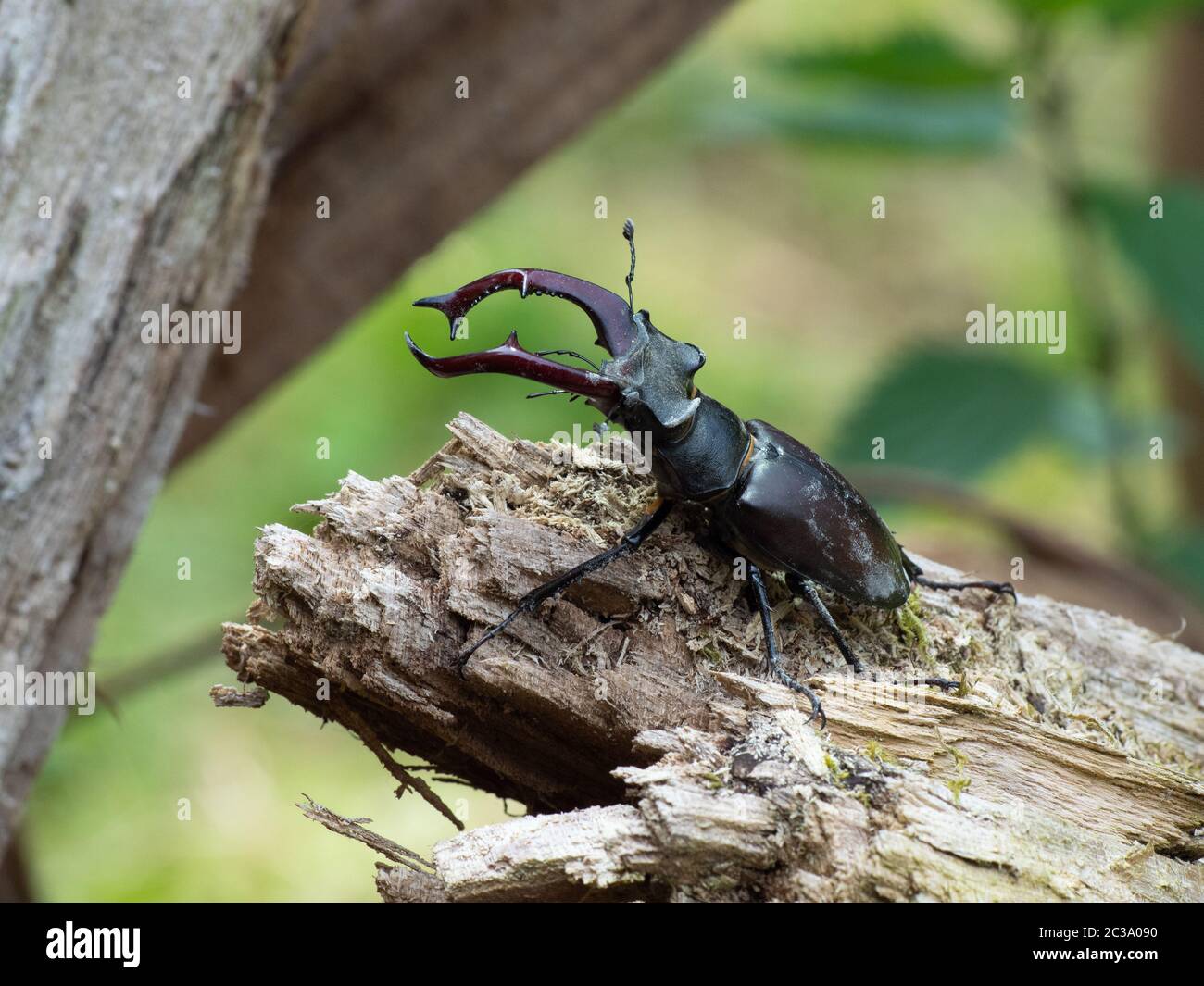 Close-up of european stag beetle Stock Photo - Alamy