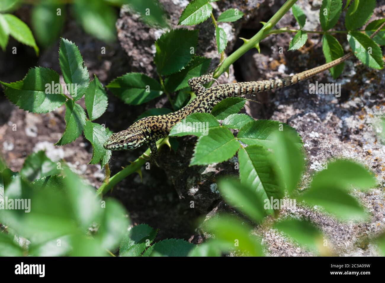 Lizard at their natural habitat hi-res stock photography and images - Alamy