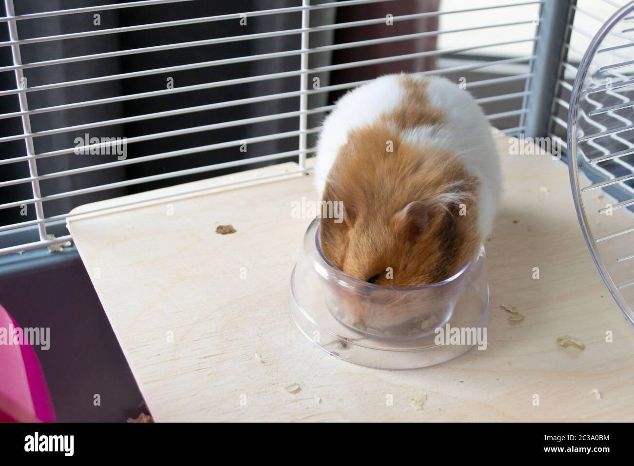 Syrian hamster eating from food bowl Stock Photo - Alamy