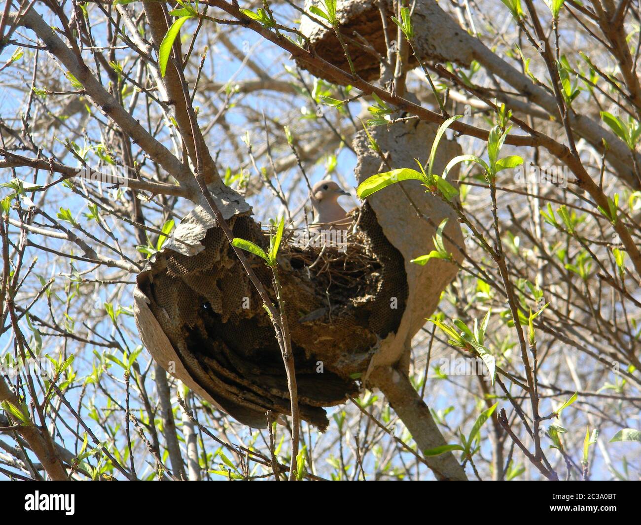 pigeon nests on an abandoned honeycomb Stock Photo - Alamy