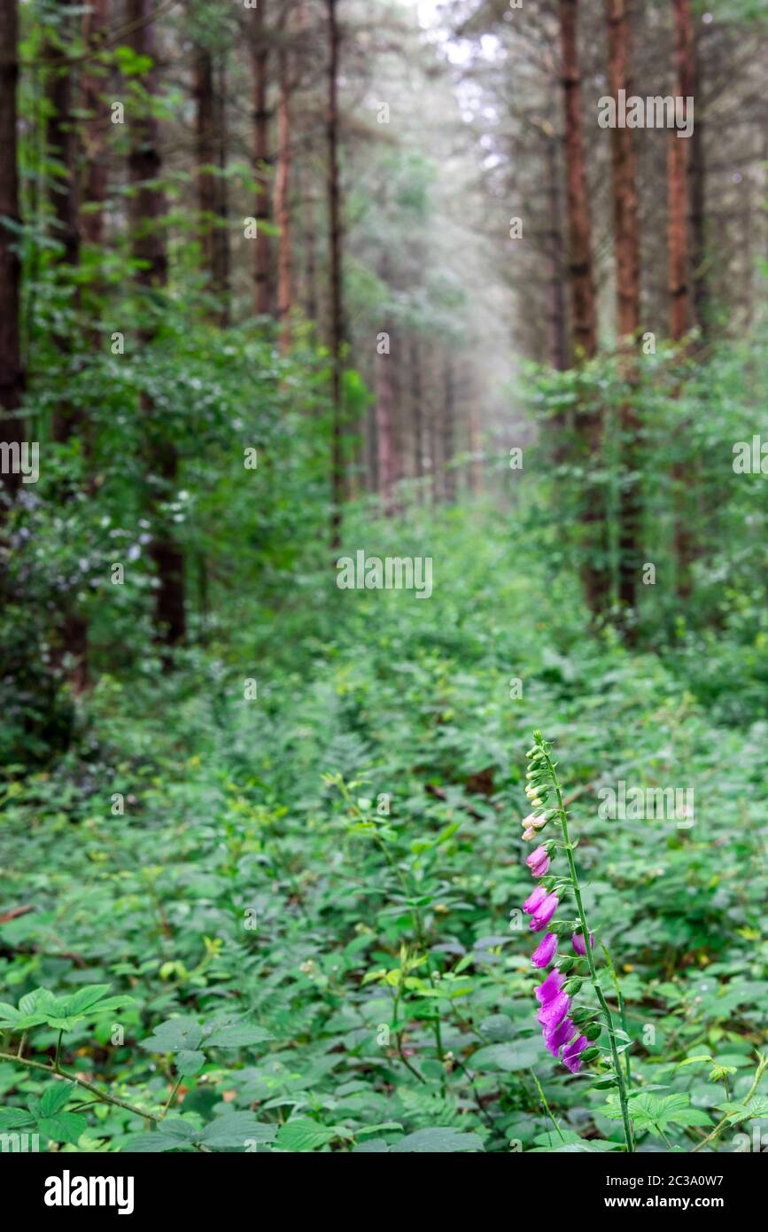 Foxglove trees hi-res stock photography and images - Alamy