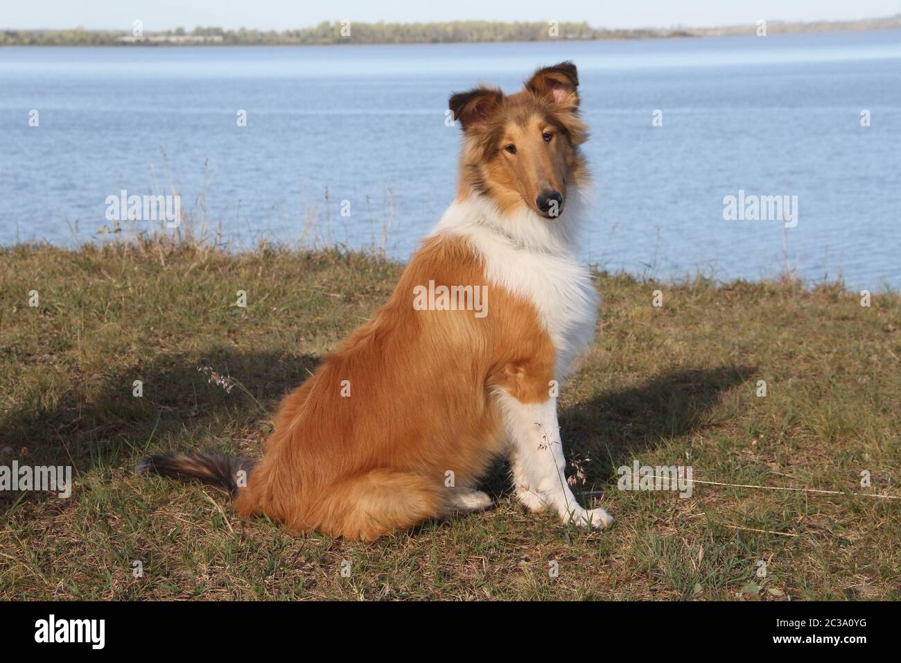 puppy collie on the beach pet friendly Stock Photo - Alamy