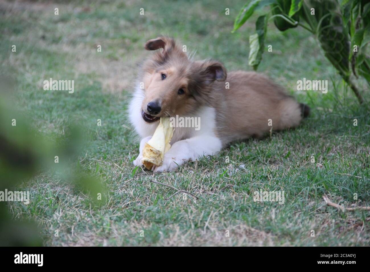 Rough collie puppy on grass hi-res stock photography and images - Alamy