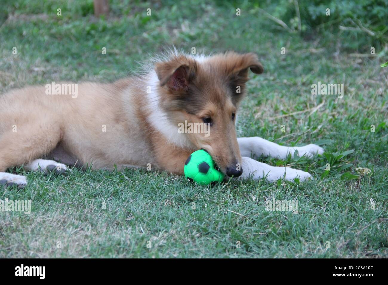 Rough collie lassie playing hi-res stock photography and images - Alamy
