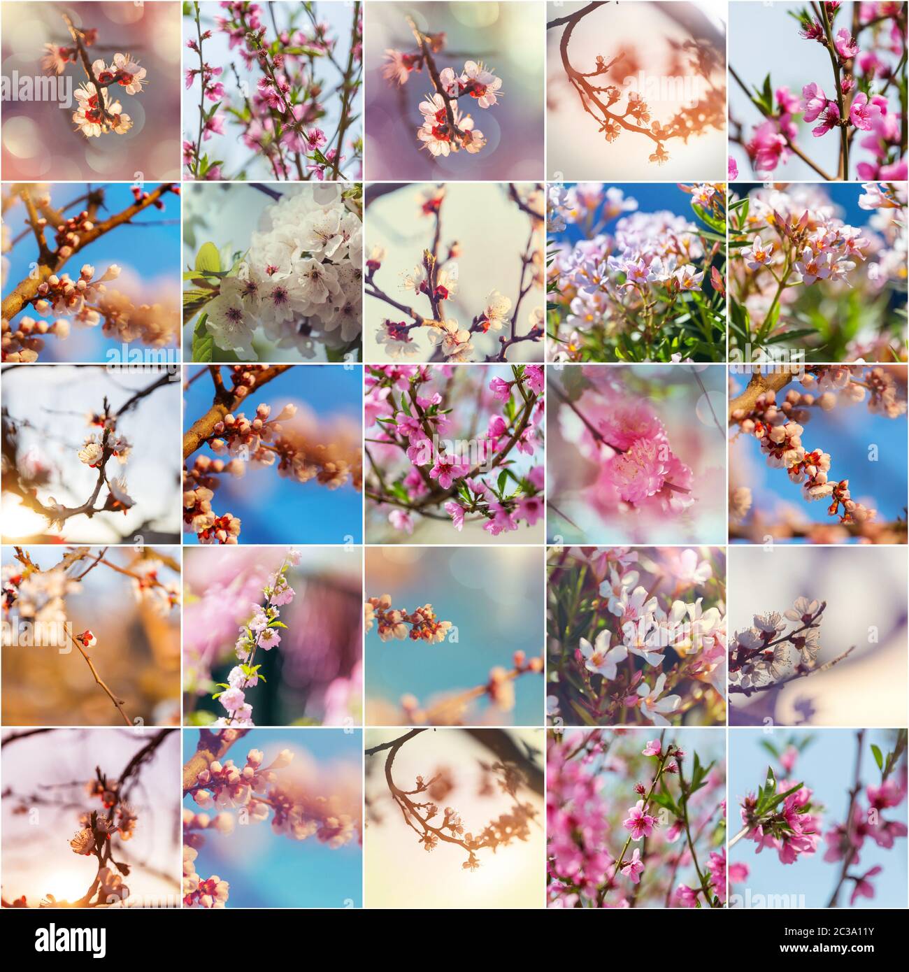 Blossom tree collage Stock Photo - Alamy