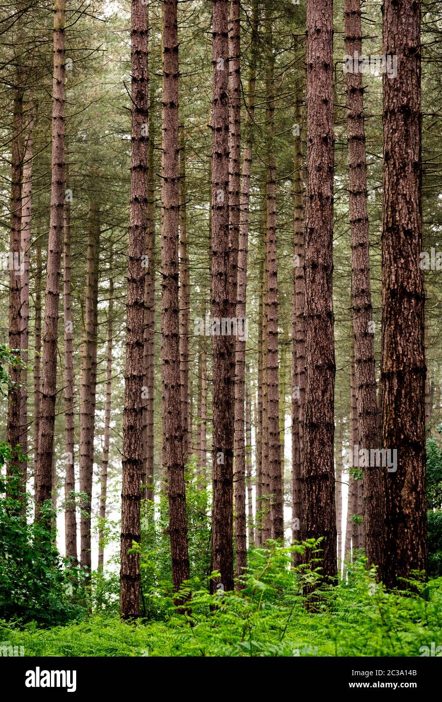 Scots pine trees (Pinus sylvestris) in a woodland scene, Blidworth ...