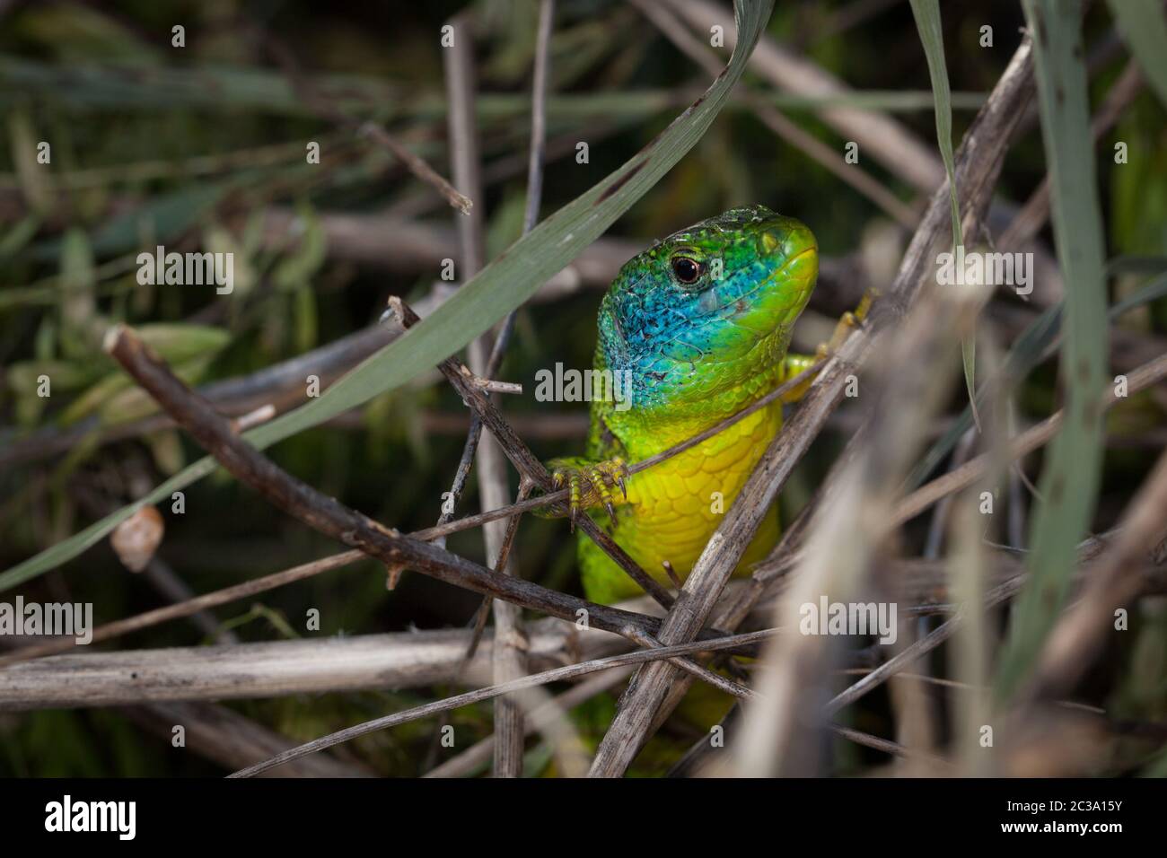 Lizard at their natural habitat hi-res stock photography and images - Alamy