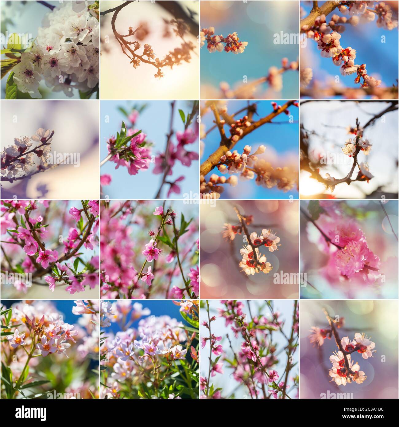 Blossom tree collage Stock Photo - Alamy