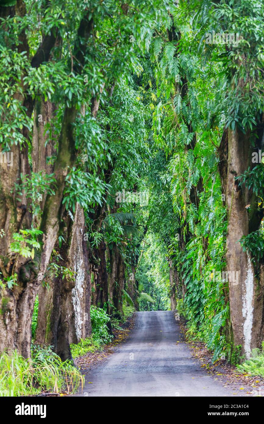 Road in jungle Stock Photo - Alamy