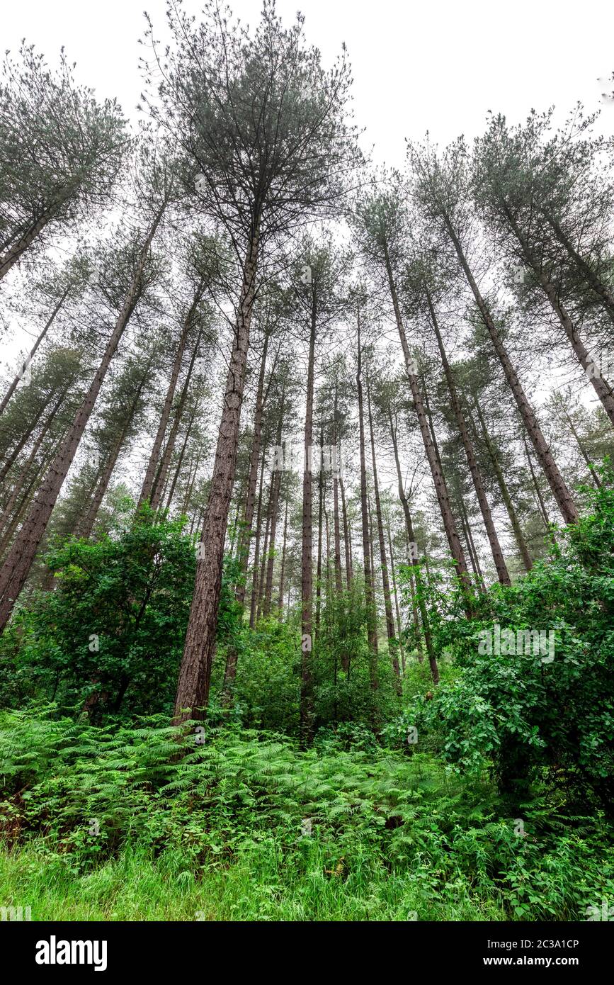 Scots pine trees hi-res stock photography and images - Alamy