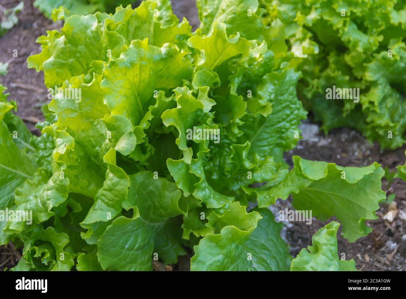 Curly crest hi-res stock photography and images - Alamy
