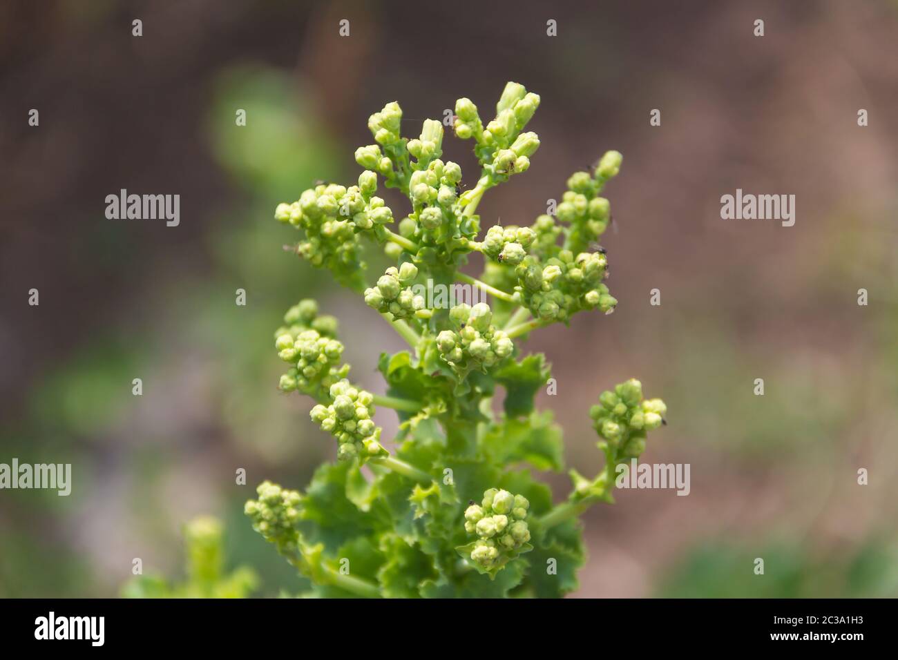 Lettuce flowers hi-res stock photography and images - Alamy
