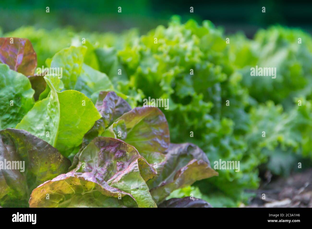 Curly crest hi-res stock photography and images - Alamy