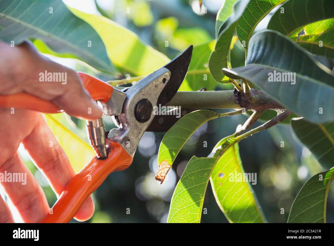 Hand of Gardener pruning trees with pruning shears Stock Photo - Alamy