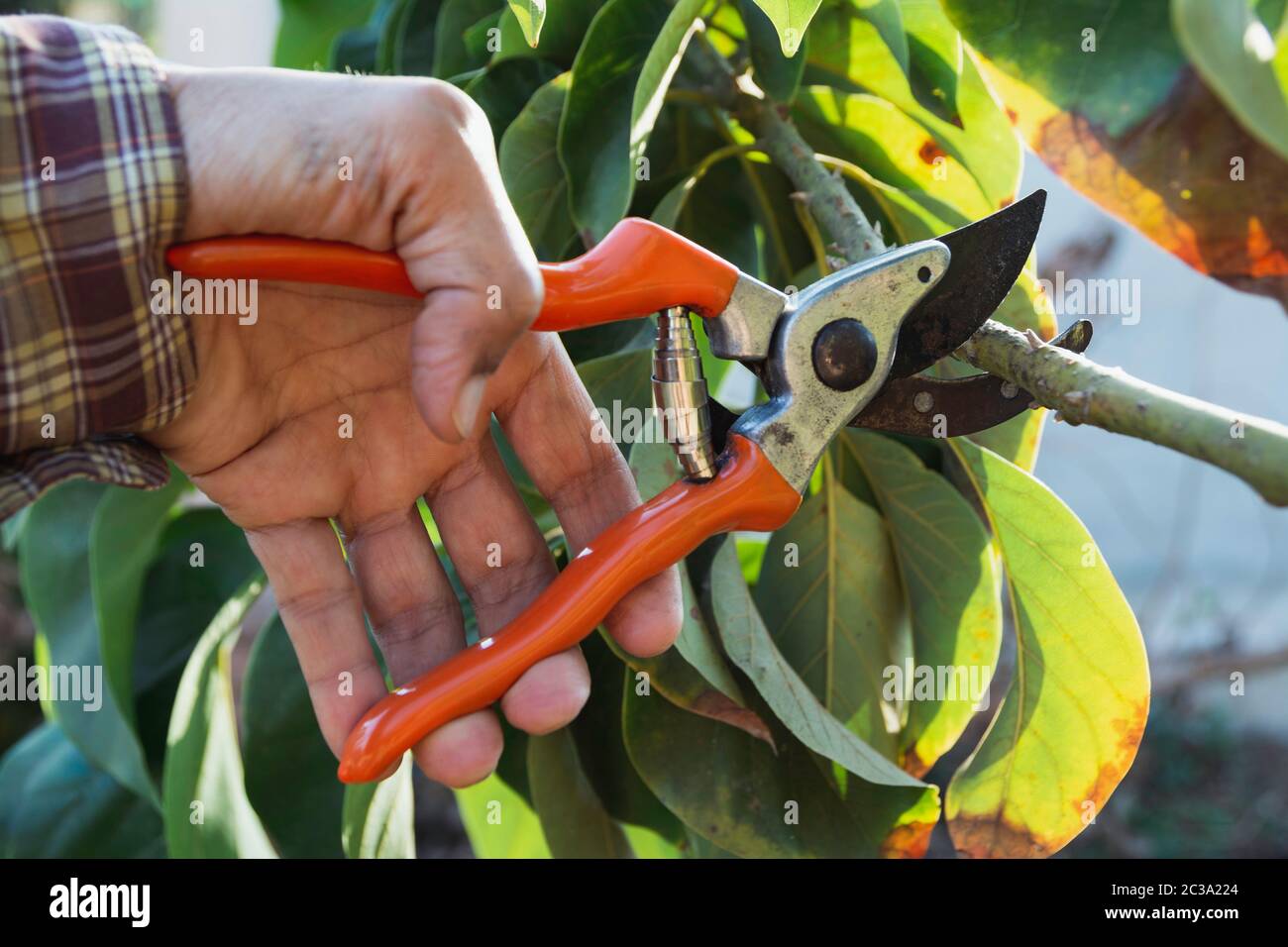 Hand of Gardener pruning trees with pruning shears Stock Photo - Alamy