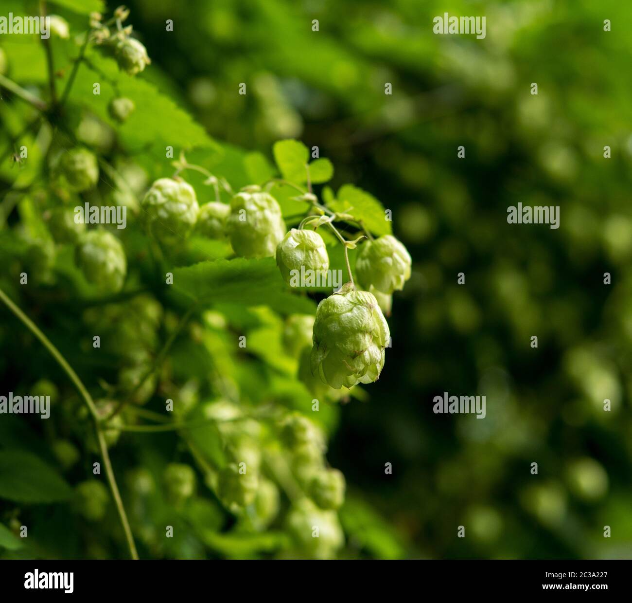 close up of green fruits and leaves of common hop plant which is a beer ...
