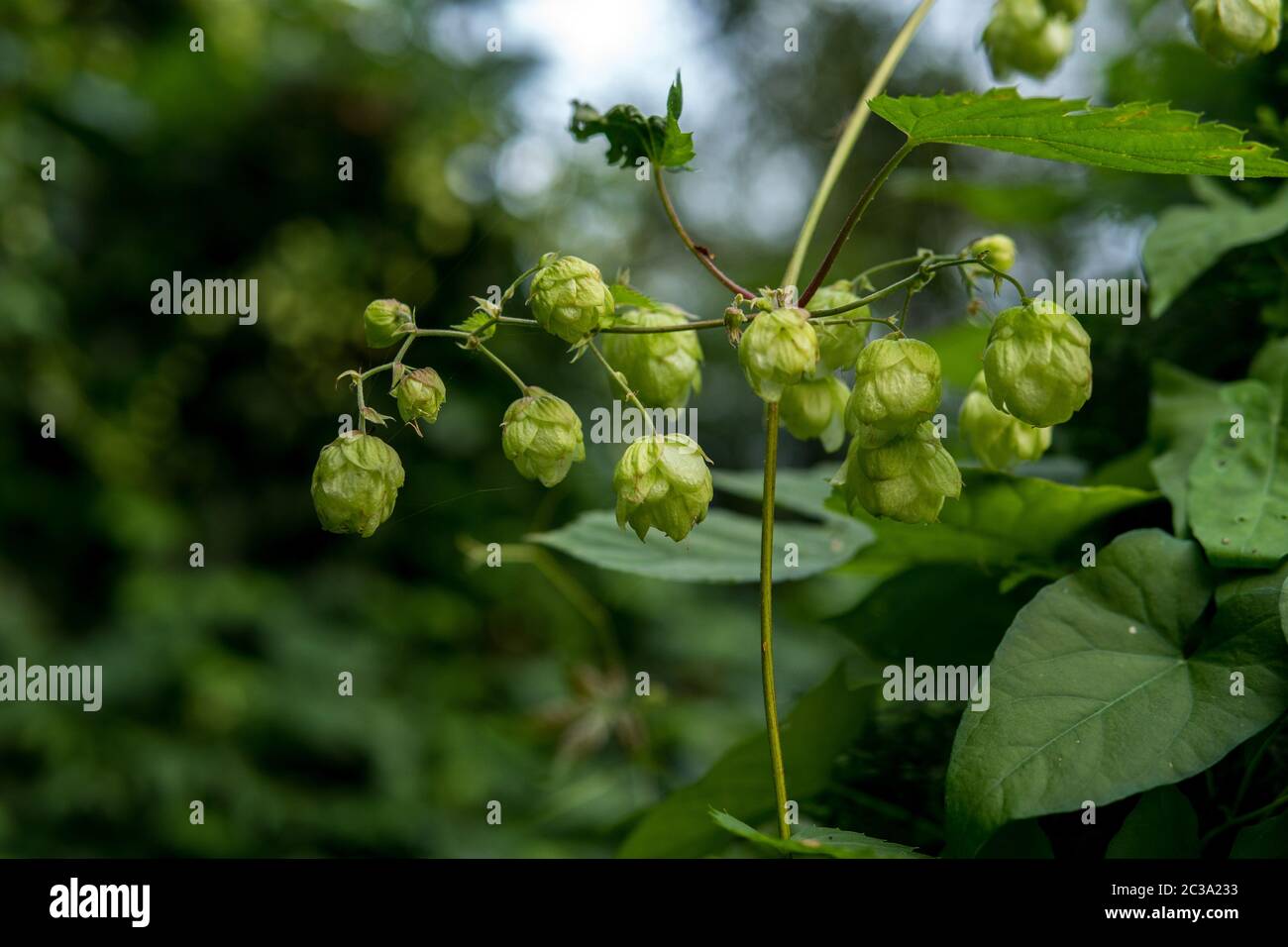close up of green fruits and leaves of common hop plant which is a beer ...