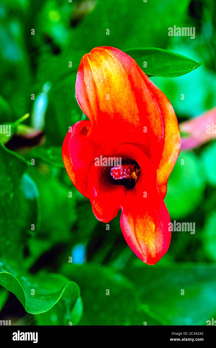 Zantedeschia aethiopica also known as calla lily and arum lily is a ...
