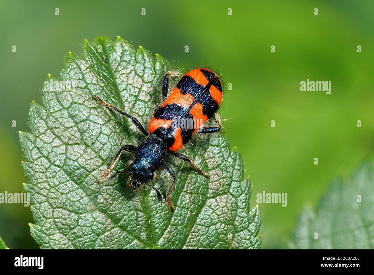 Black and red soldier beetle hi-res stock photography and images - Alamy