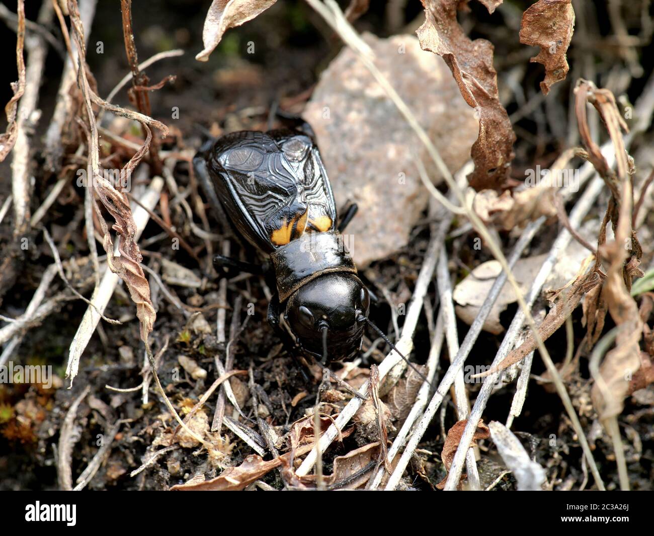Cricket in its habitat hi-res stock photography and images - Alamy