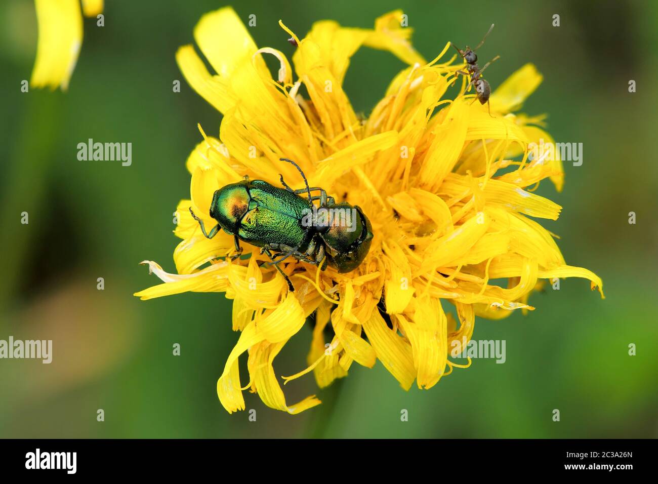 Green beetles hi-res stock photography and images - Alamy