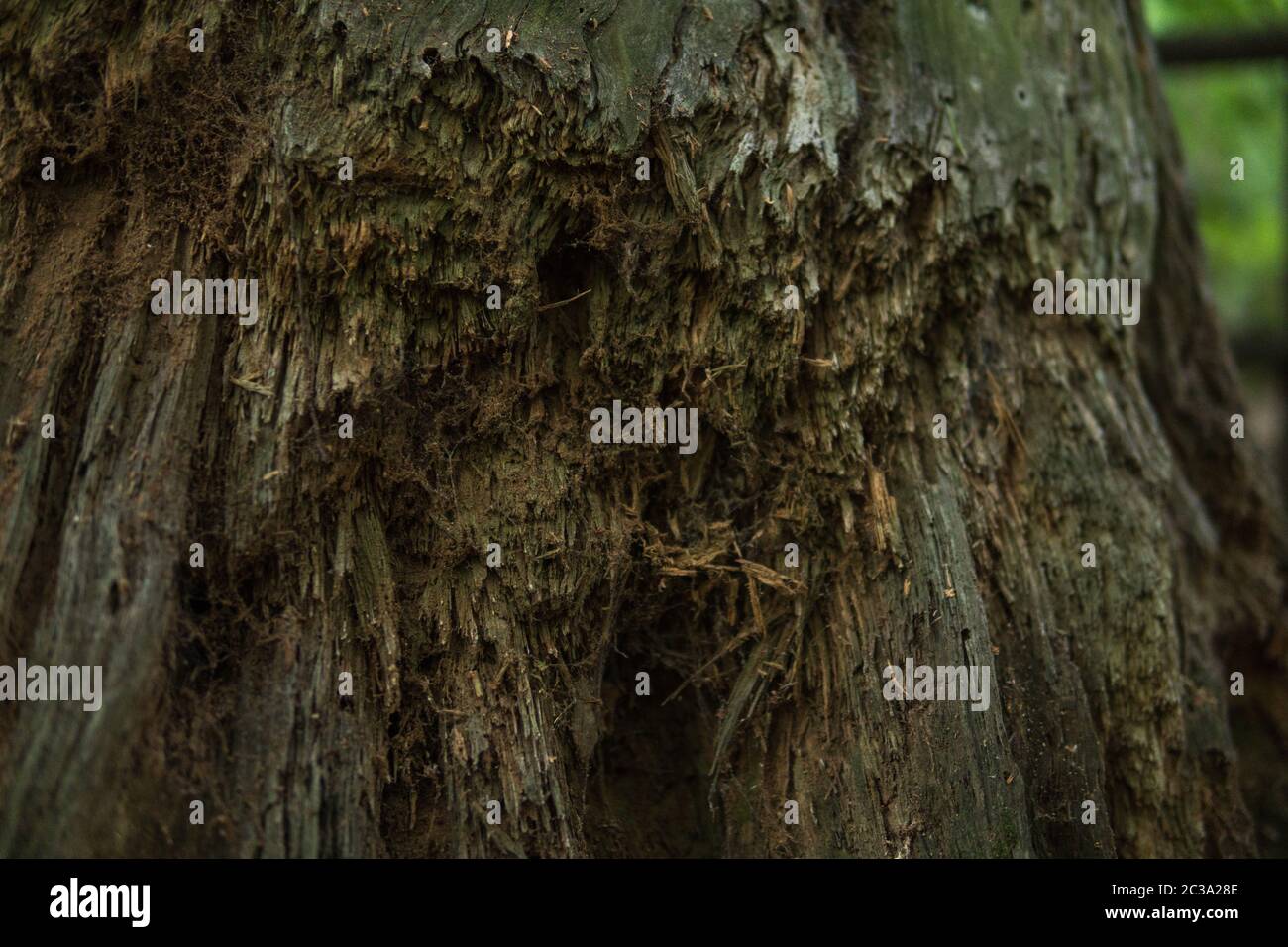 close up of old rotten tree lying on the ground Stock Photo - Alamy