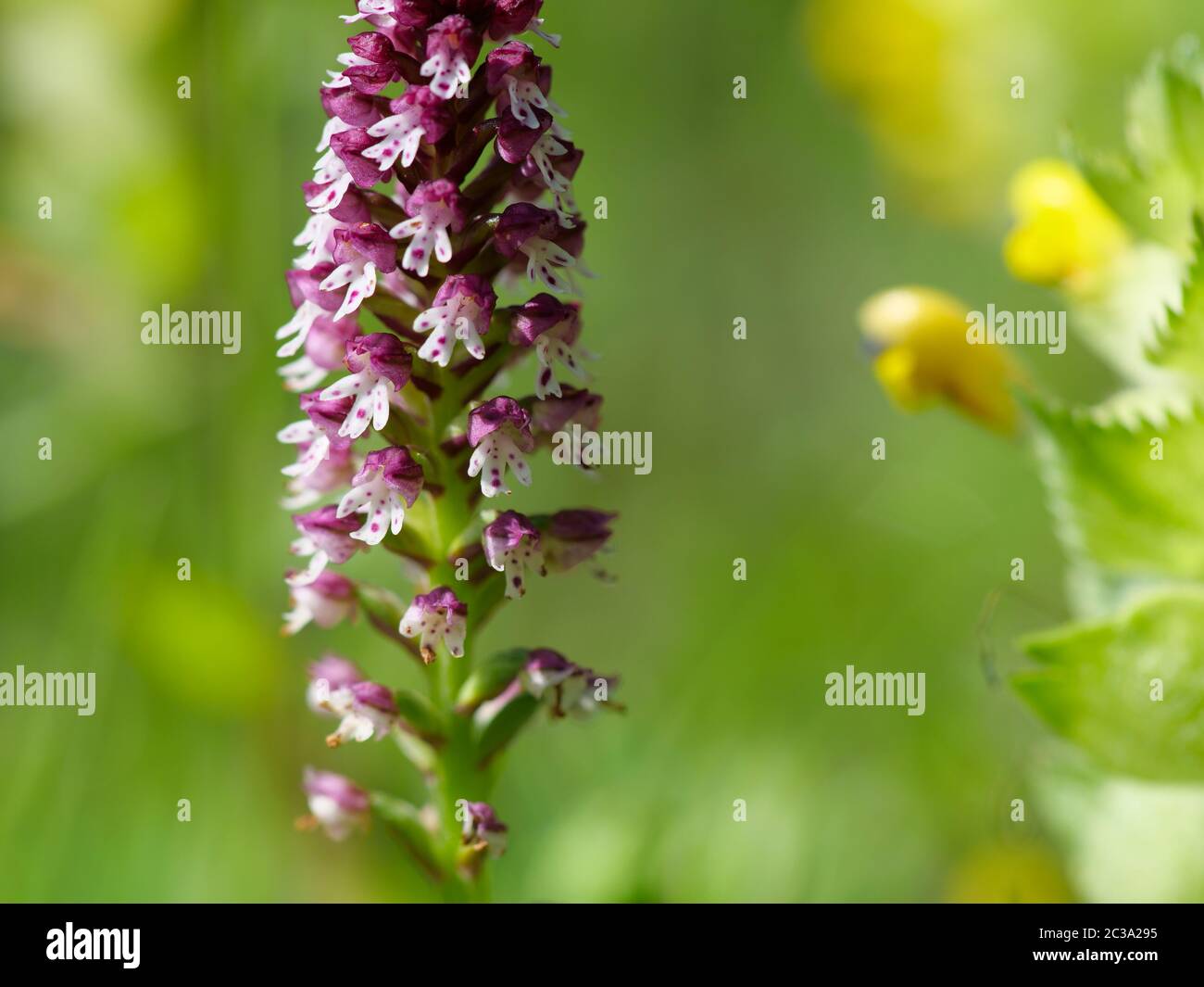 Orchideen flora hi-res stock photography and images - Alamy