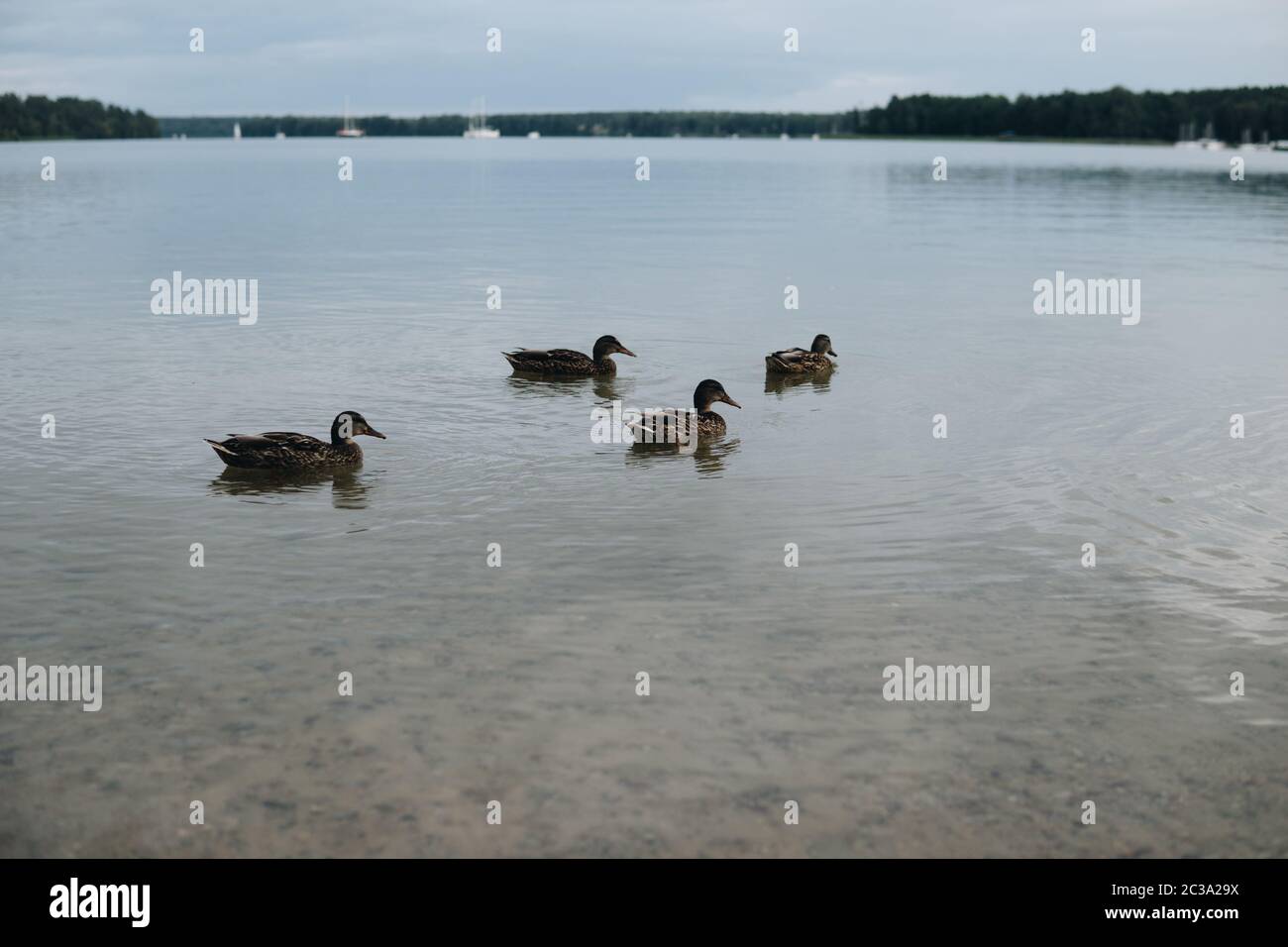 Shallow pond with garden bird hi-res stock photography and images - Alamy