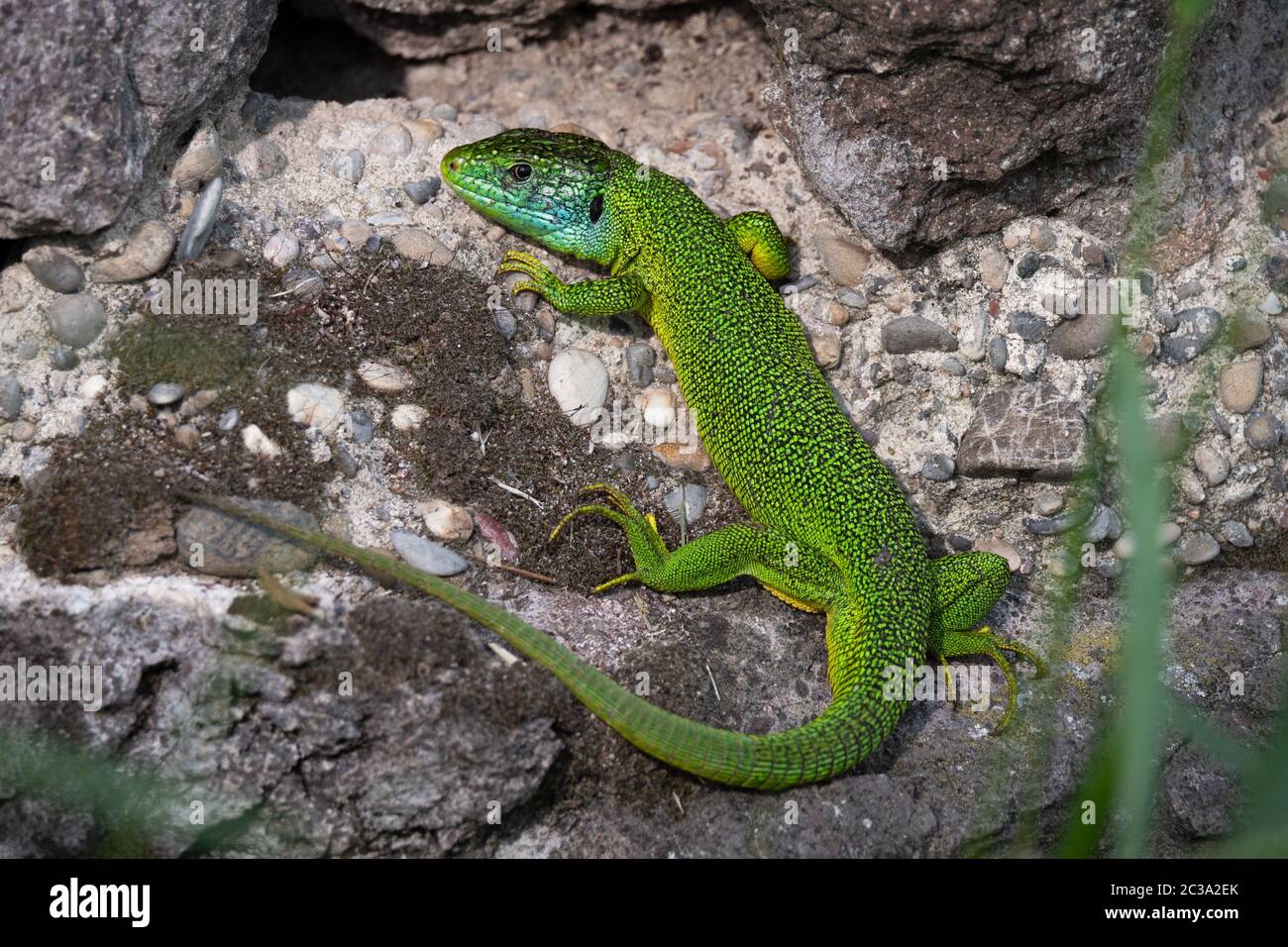 Lizard at their natural habitat hi-res stock photography and images - Alamy