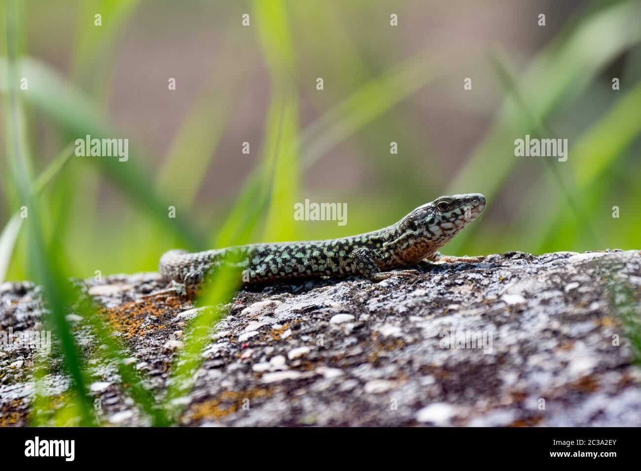 Lizard at their natural habitat hi-res stock photography and images - Alamy