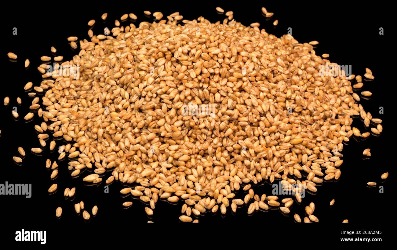 Wheat close-up. Wheat grains on a black background. Durum wheat. Grain ...
