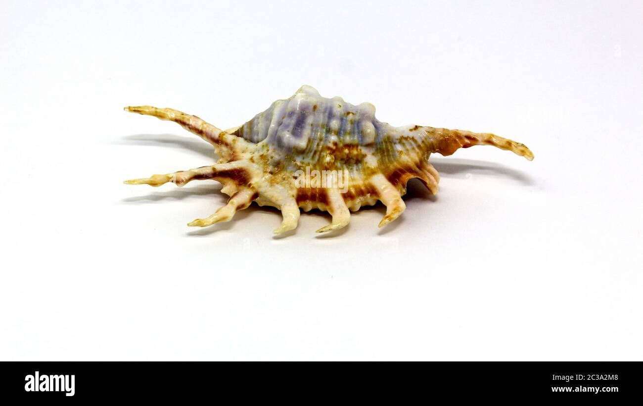 shell from the beach on white background, isolated Stock Photo - Alamy