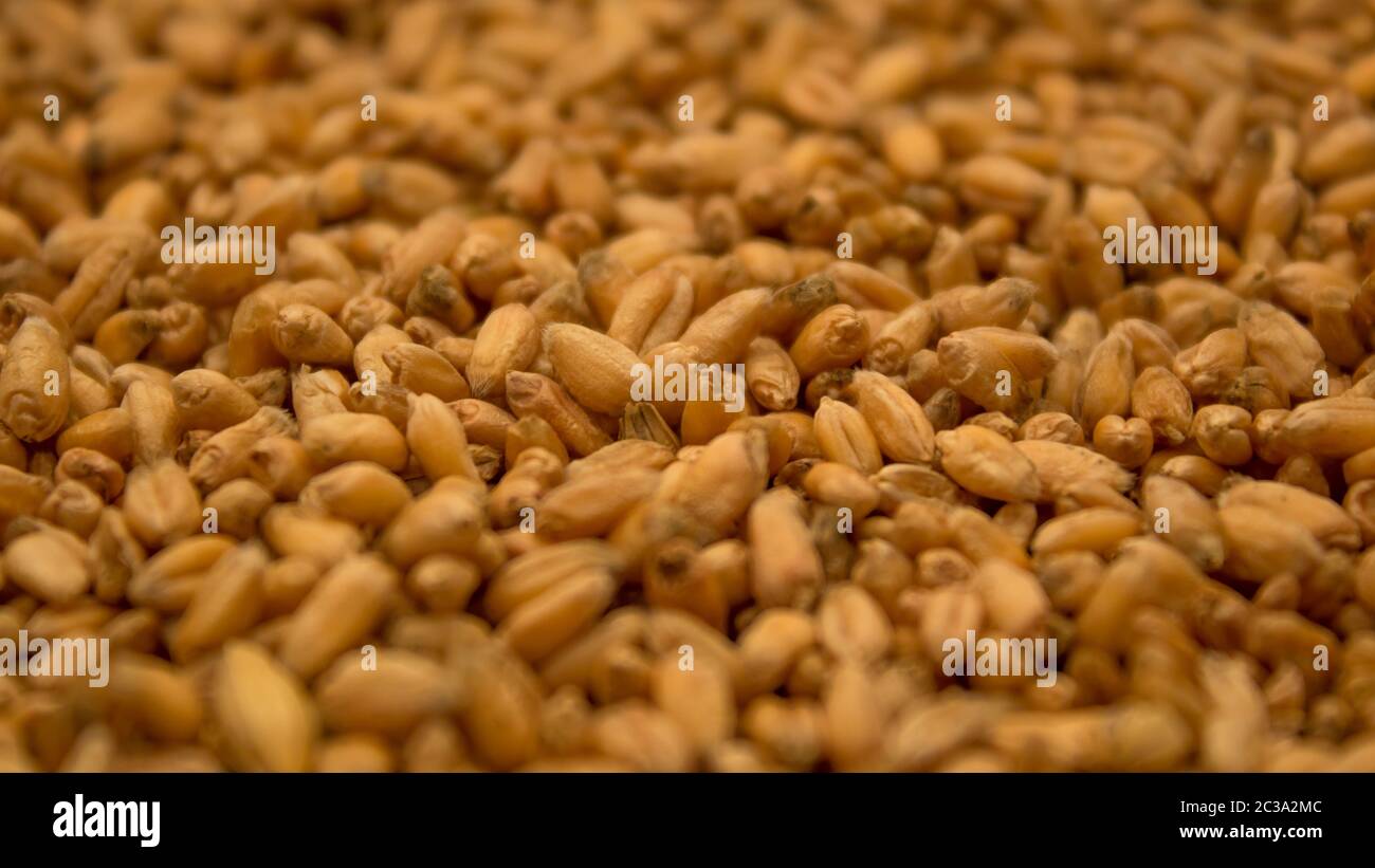 Wheat close-up. Wheat grains. Grain crop. Sowing or harvesting grain ...
