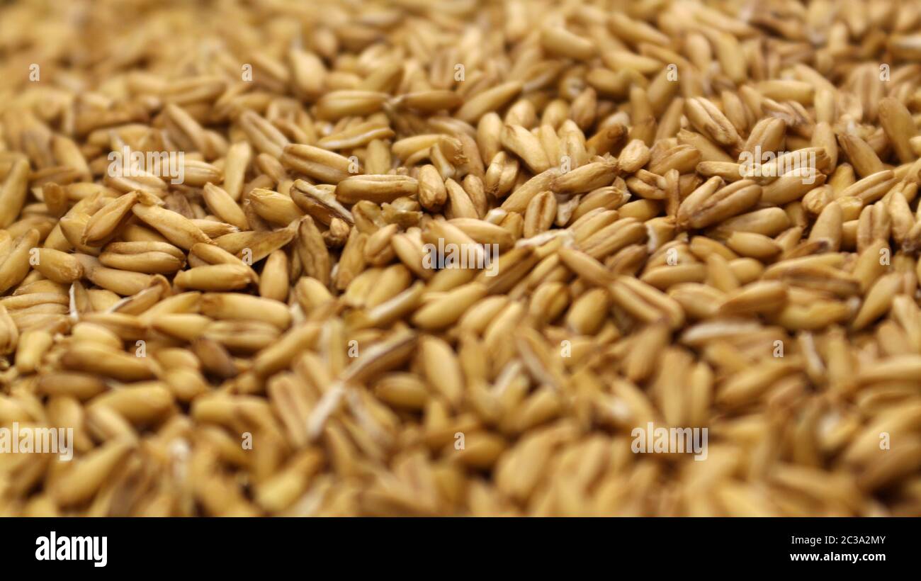 spring sowing of grain crops, bake bread from wheat of the highest ...
