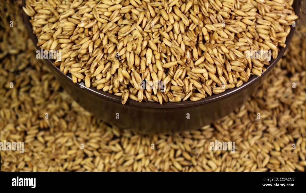 spring sowing of grain crops, bake bread from wheat of the highest ...