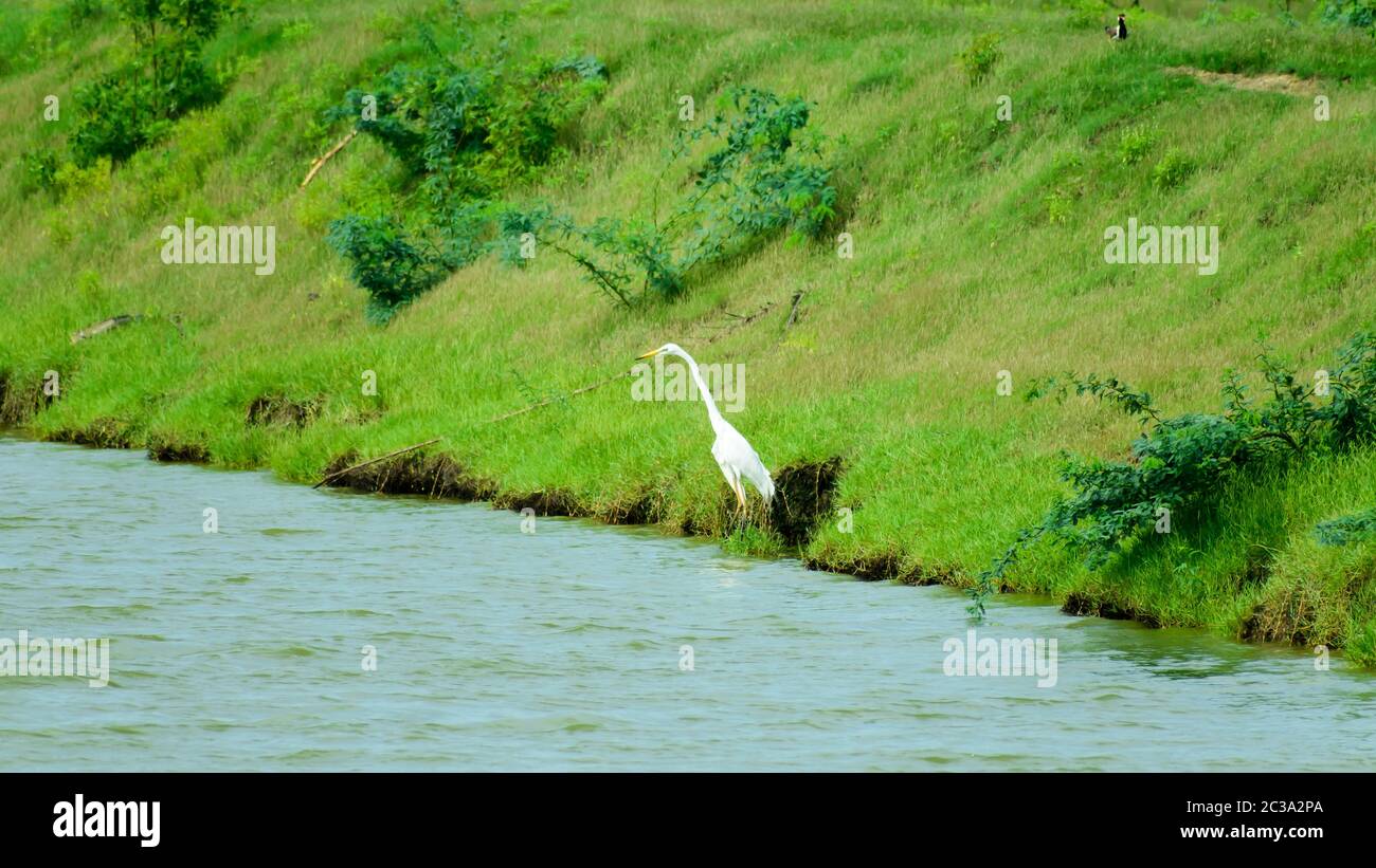 Ardea alba - Ardeidae family Great white Big Egret heron with a long ...