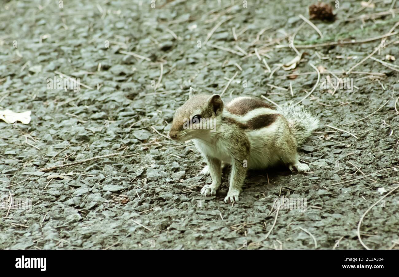African Striped Squirrel High Resolution Stock Photography and Images ...