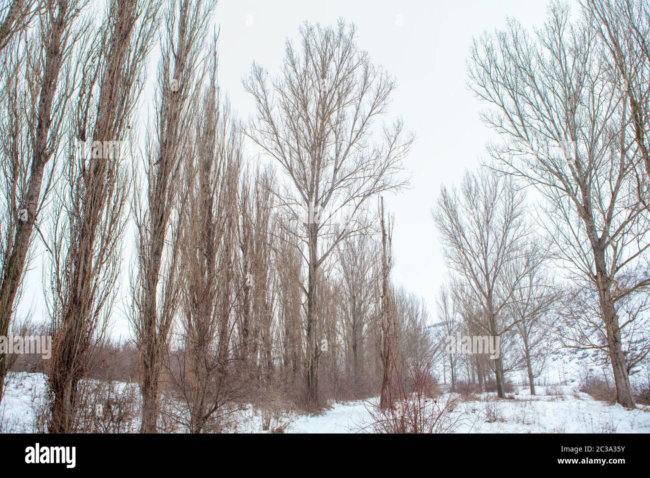 Row of poplars in winter hi-res stock photography and images - Alamy