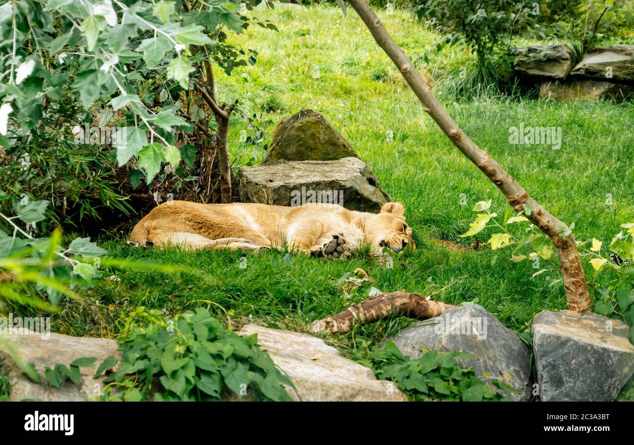 Asian lion dublin zoo hi-res stock photography and images - Alamy